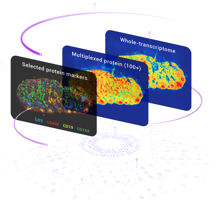 Stereo-CITE Proteo-Transcriptomics solution - STOmics