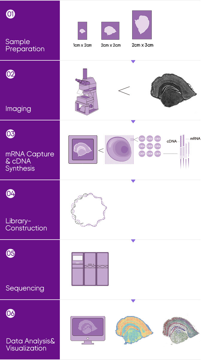 Transcriptomics Large Chip Design - STOmics