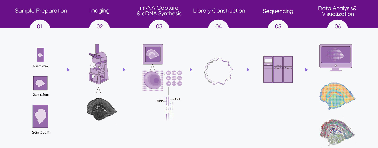 Transcriptomics Large Chip Design - STOmics
