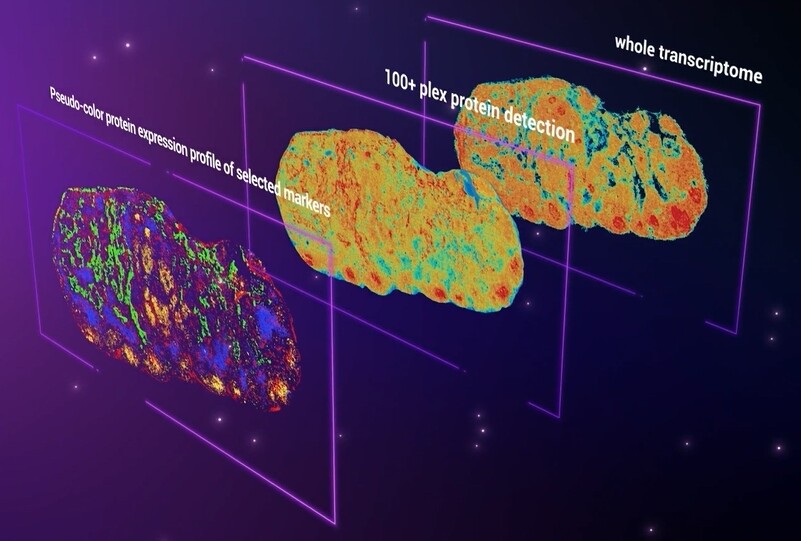 Stereo-CITE Proteo-Transcriptomics solution - STOmics