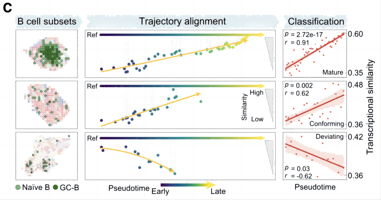 Unveiling Tryptophan Metabolism’s Role in Tertiary Lymphoid Structures ...