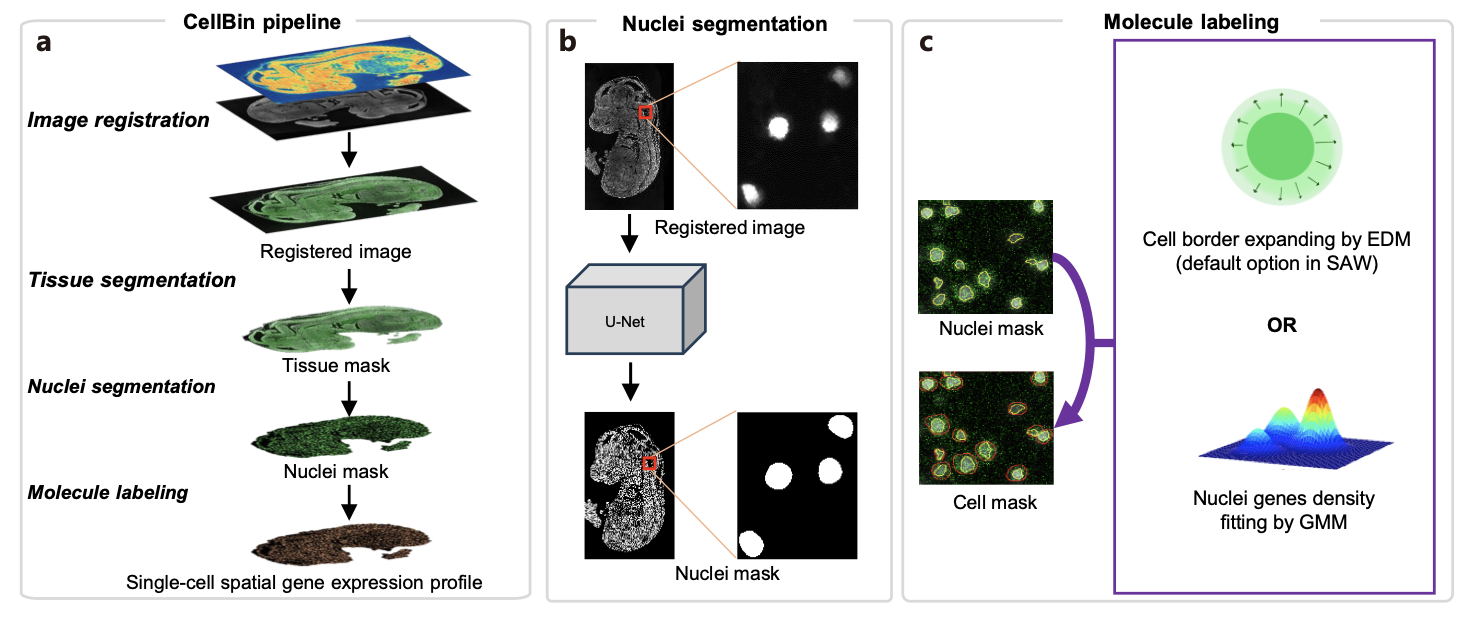 CellBin | an image processing pipeline - STOmics