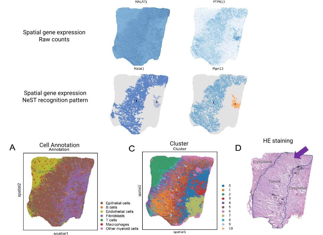 Spatial Gene Co-expression for Large-Scale Spatial Omics: Unveiling ...