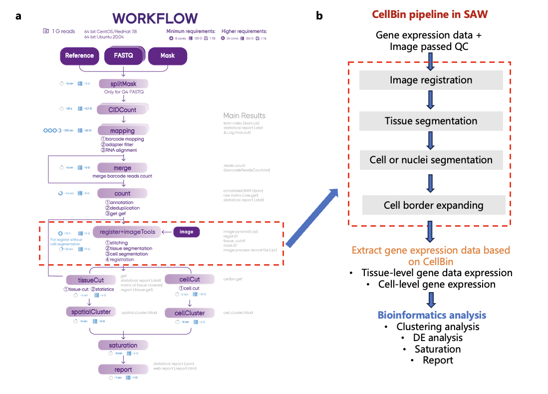 CellBin | an image processing pipeline - STOmics