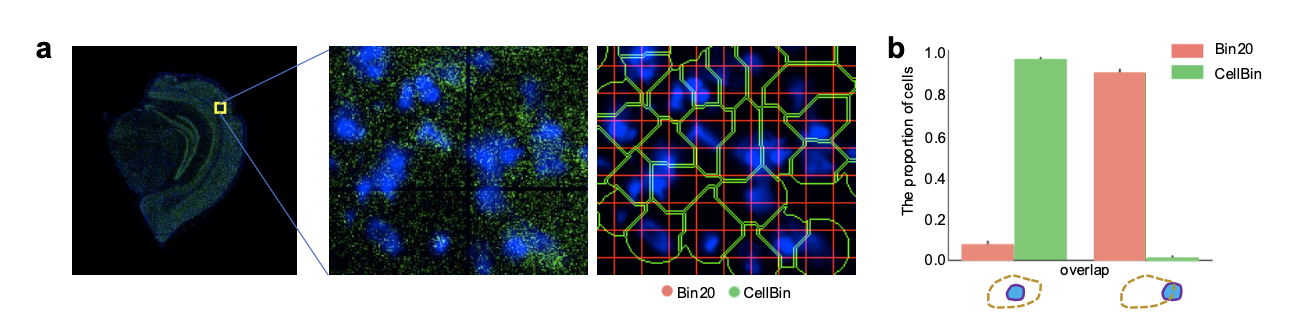 CellBin | an image processing pipeline - STOmics