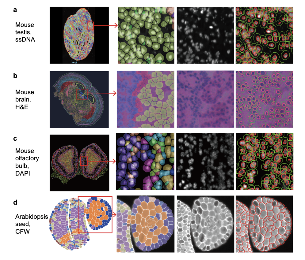 CellBin | an image processing pipeline - STOmics