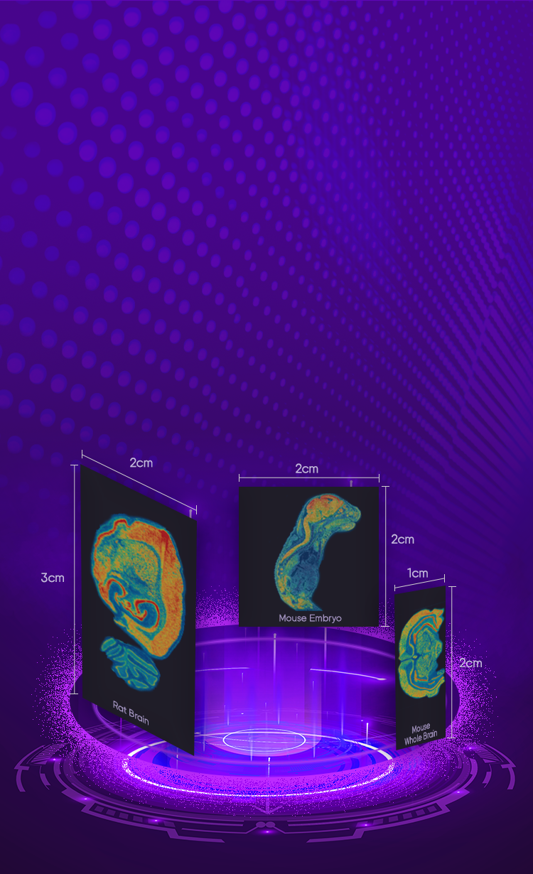 STOmics Stereo-seq | Advanced Spatial Multi-omics Technology