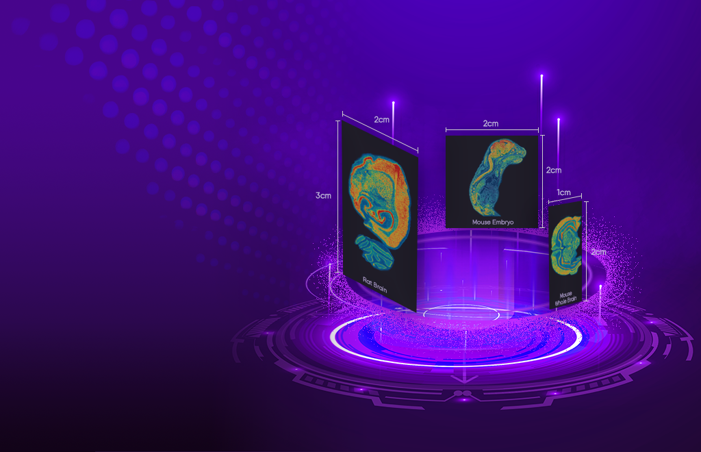 STOmics Stereo-seq | Advanced Spatial Multi-omics Technology
