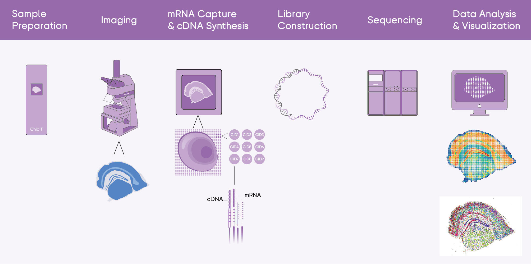Stereo-CITE Proteo-Transcriptomics solution - STOmics