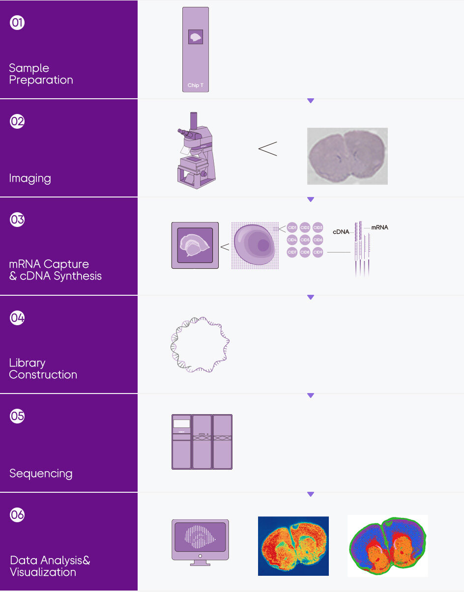 Transcriptomics Solution - STOmics