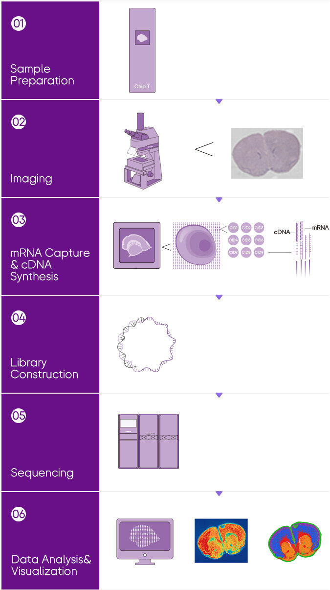 Transcriptomics Solution - STOmics