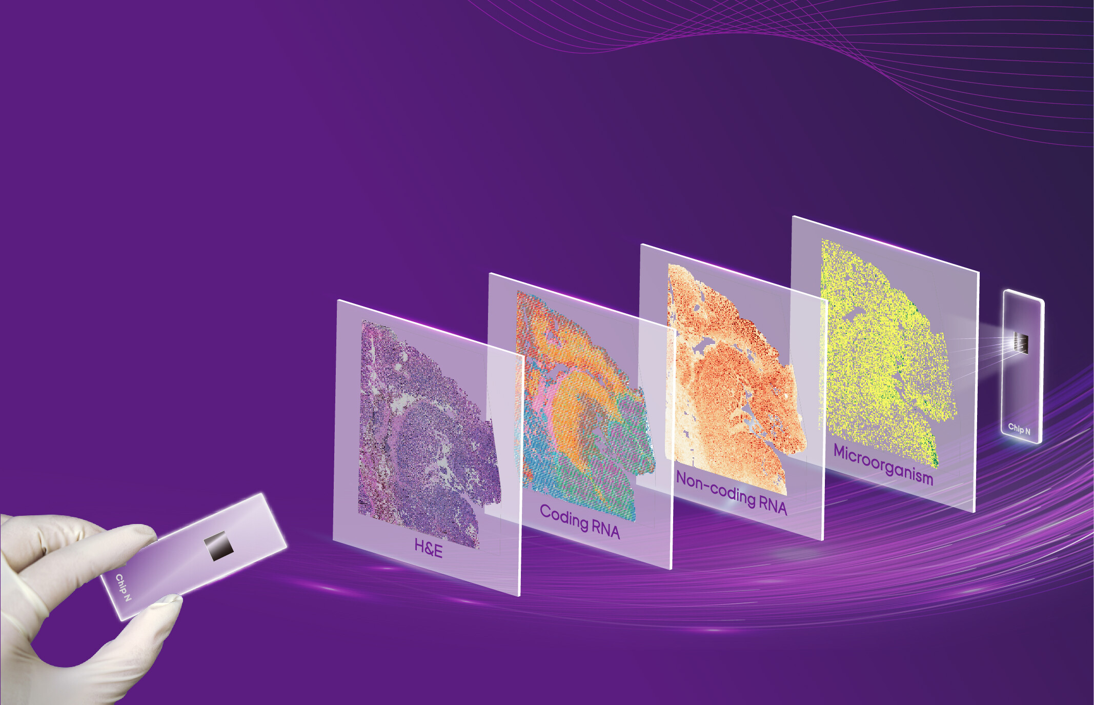 STOmics Stereo-seq | Advanced Spatial Multi-omics Technology