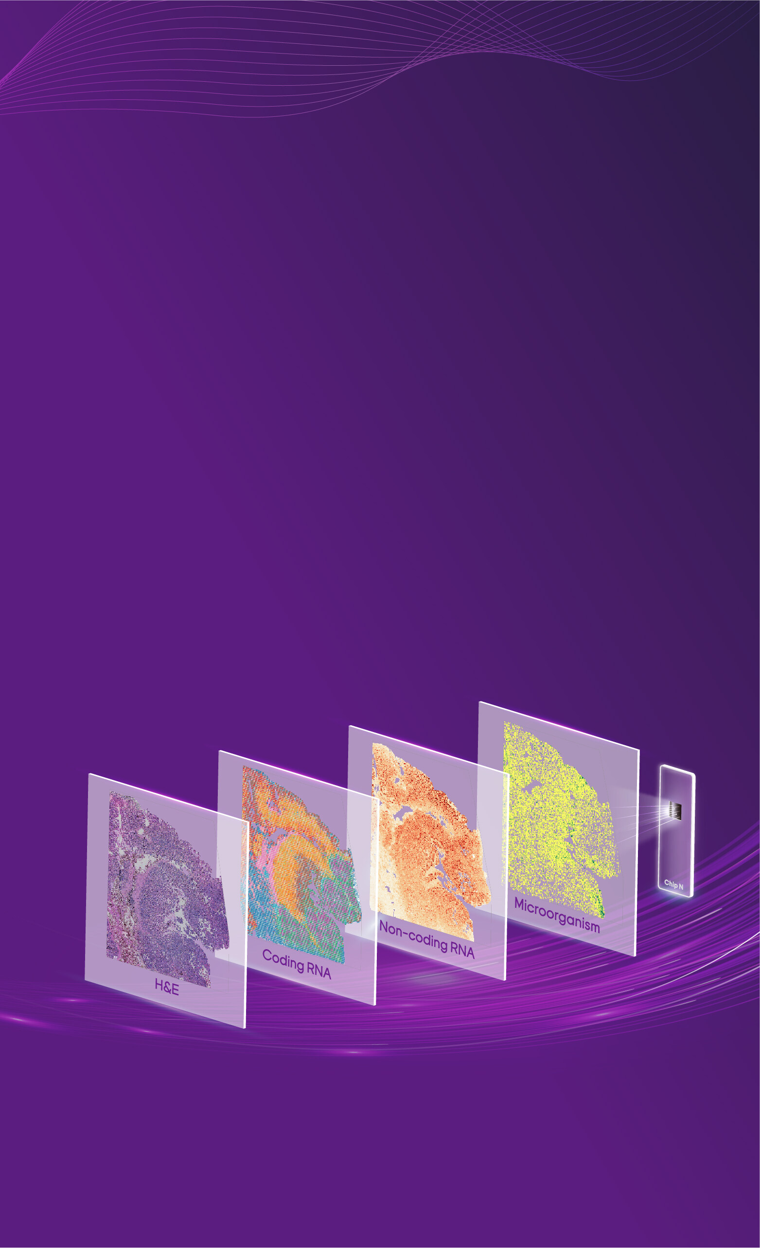 STOmics Stereo-seq | Advanced Spatial Multi-omics Technology