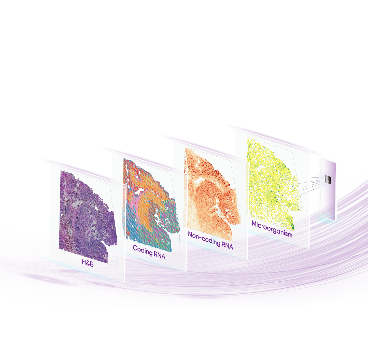 Stereo-seq OMNI for FFPE solution - STOmics