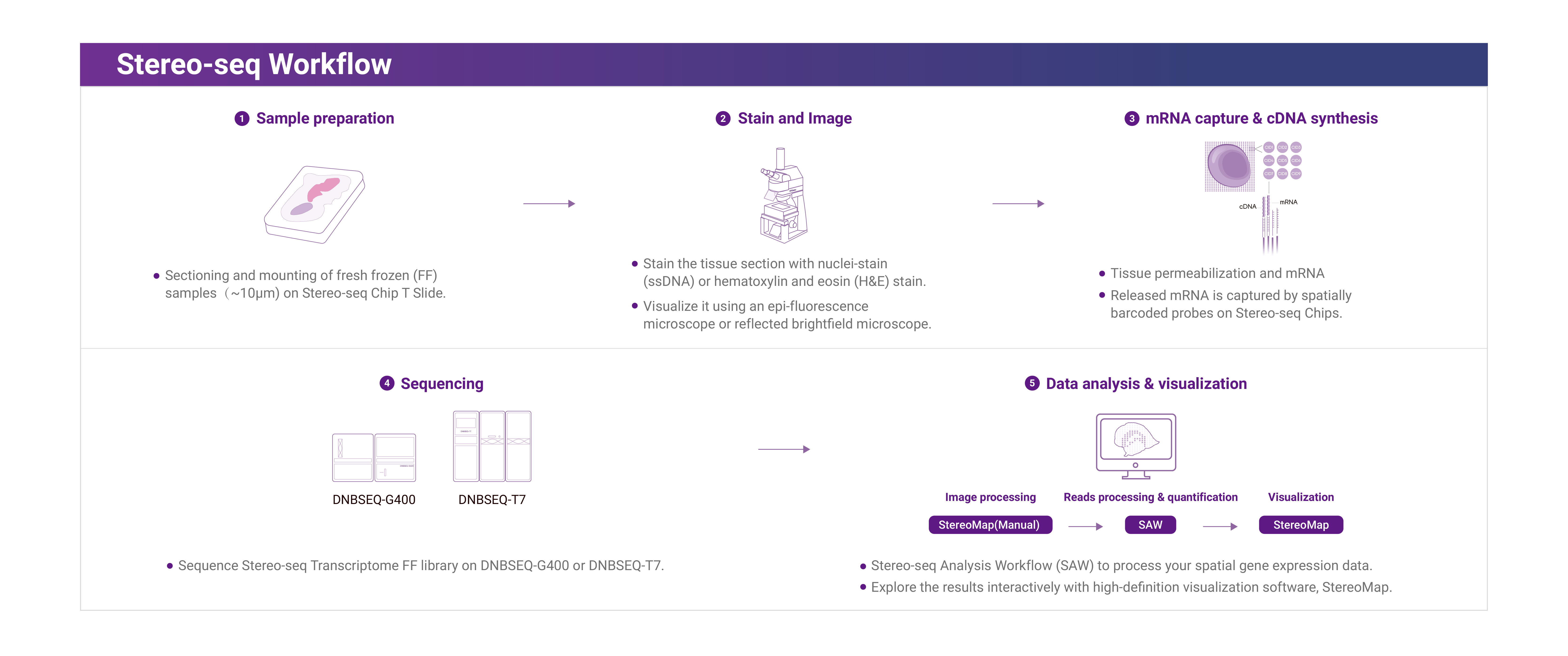 Transcriptomics Solution - STOmics