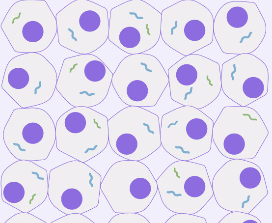 Transcriptomics Solution - STOmics