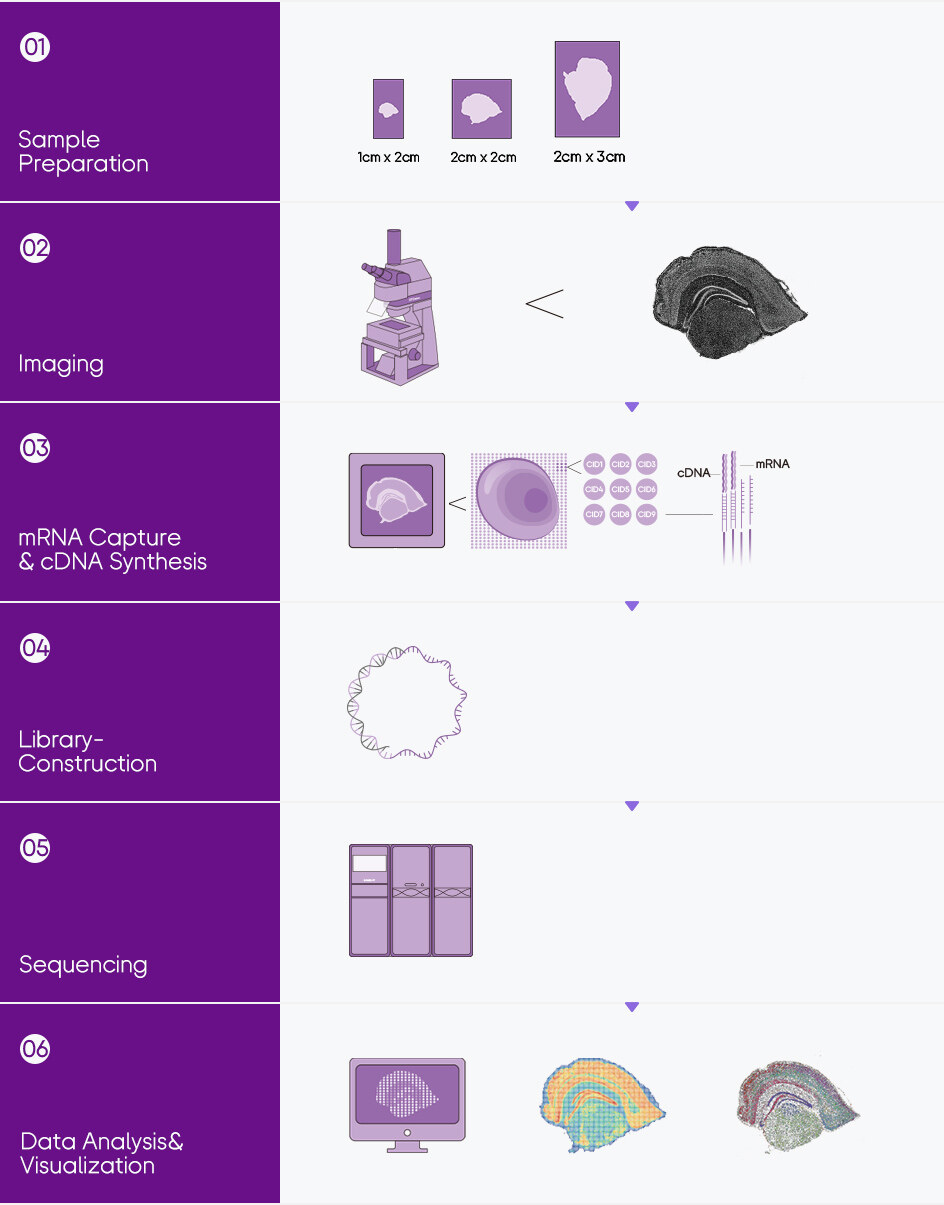 Transcriptomics Large Chip Design - STOmics