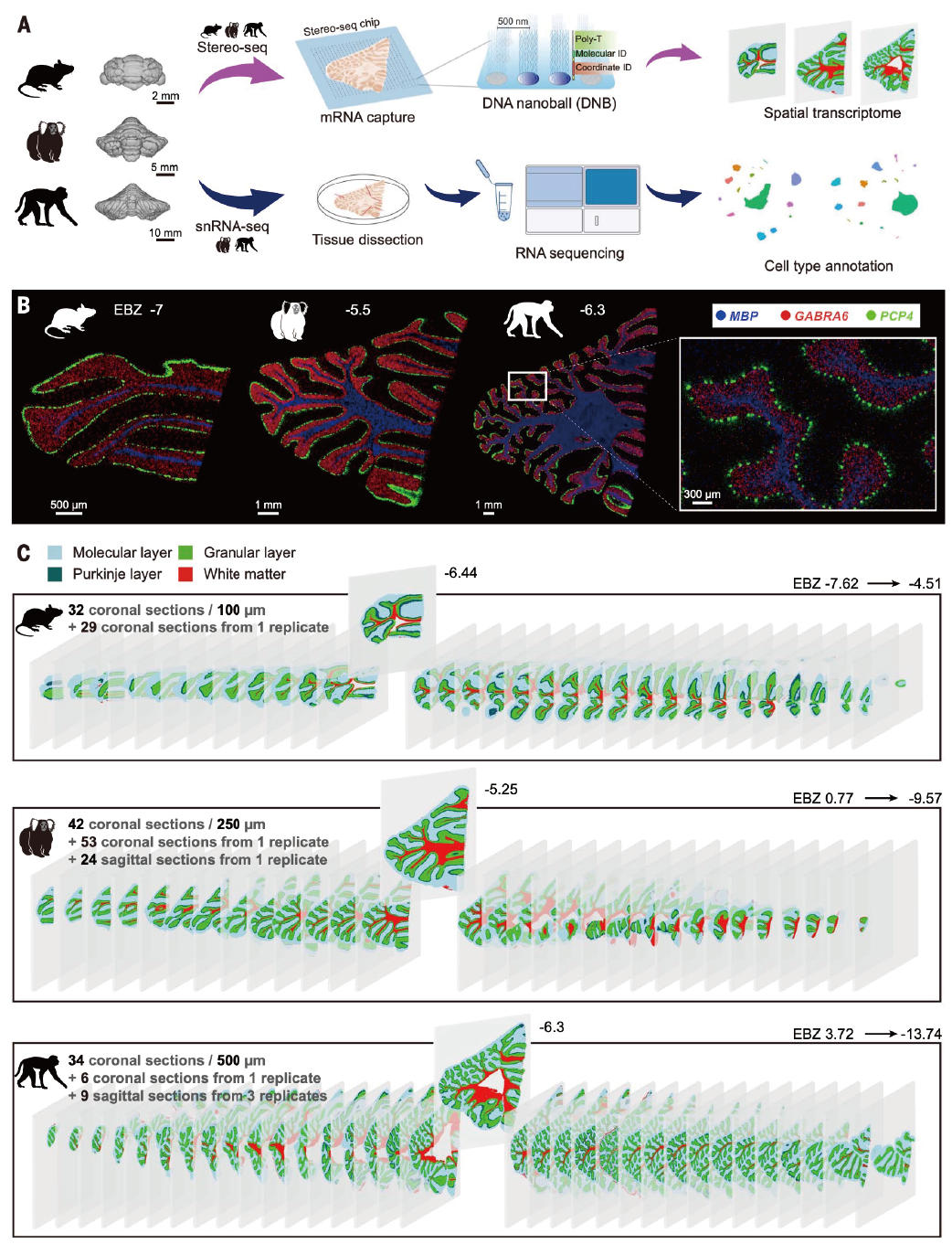 Transcriptomics Solution - STOmics