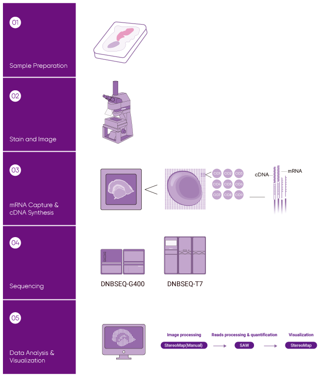 Transcriptomics Solution - STOmics